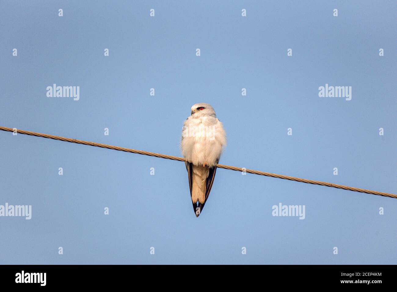 Kestrel flying cut out hi-res stock photography and images - Alamy