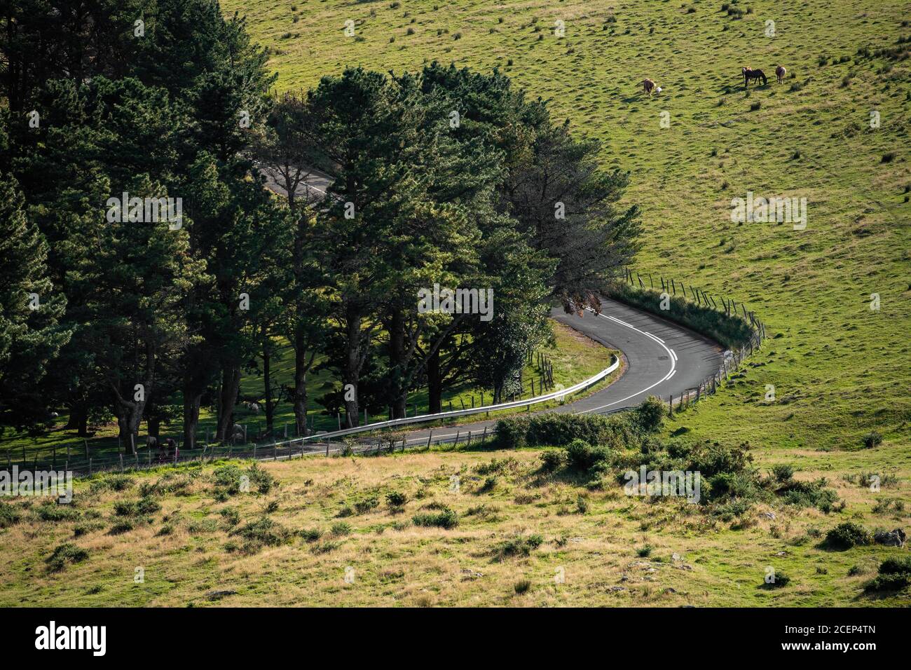 Forest and countryside road turning to the left. Green meadow with ...