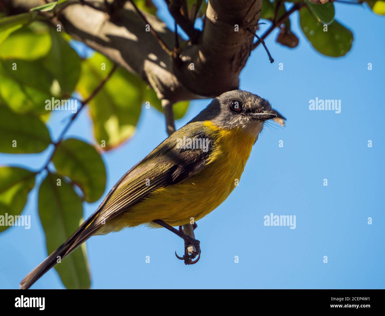 Australian Birds, an Eastern Yellow Robin bird perched in some tree ...