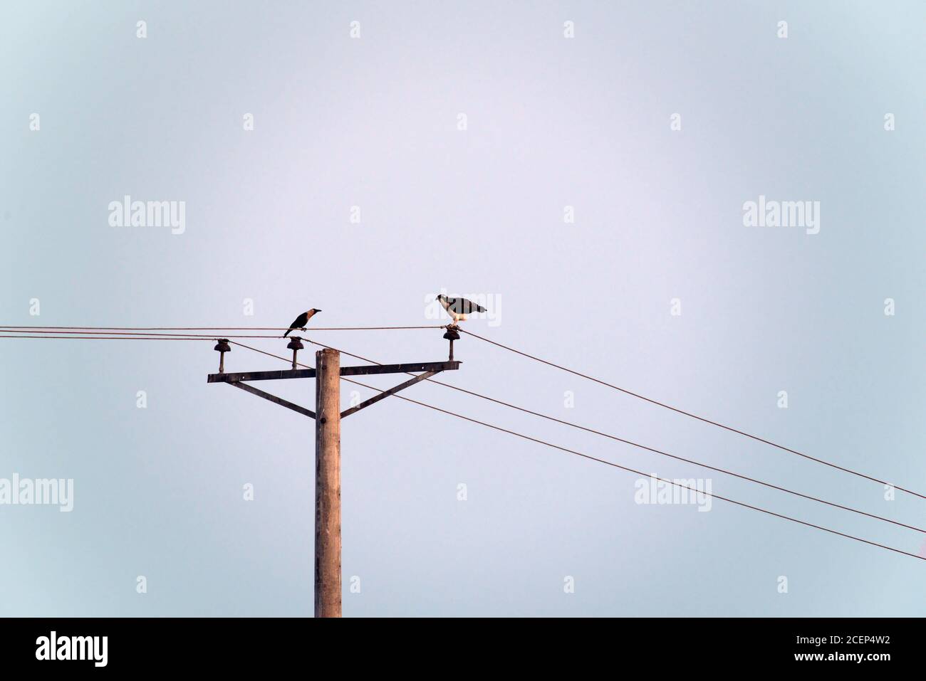 black shouldered kite, shikra, falcon, eagle, osprey , kestrel and ...
