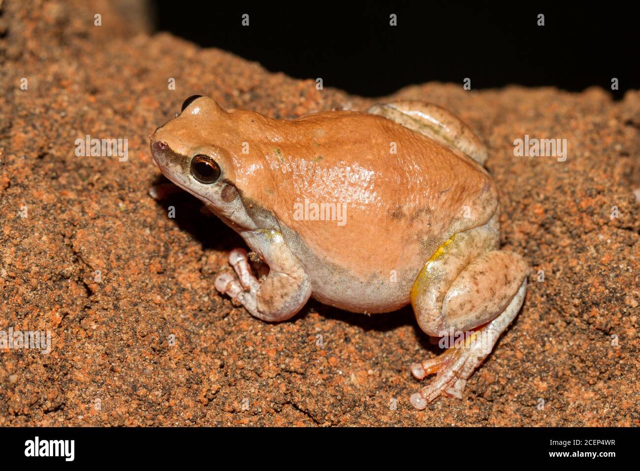 Desert Tree frog resting on red earth Stock Photo - Alamy