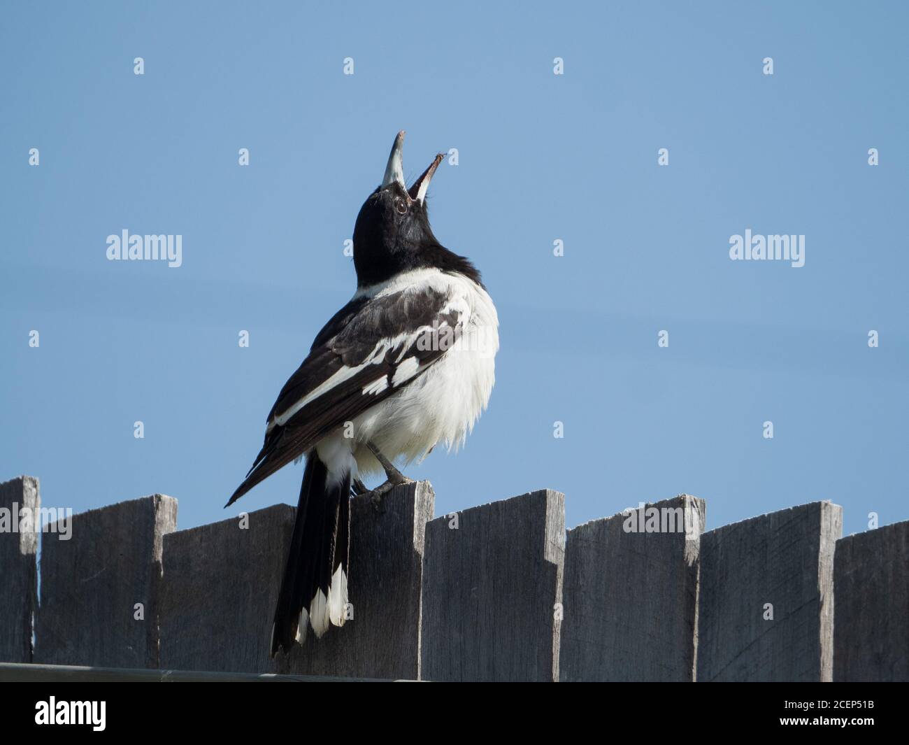 Birds, Lift up your voices, Australian Pied Butcherbird, head thrown ...