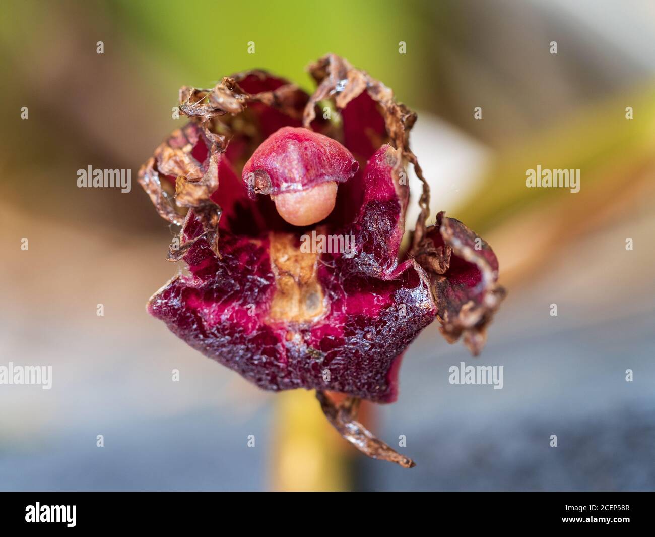 Australian cymbidium hi-res stock photography and images - Alamy