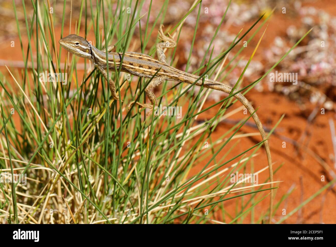 Canegrass dragon hi-res stock photography and images - Alamy