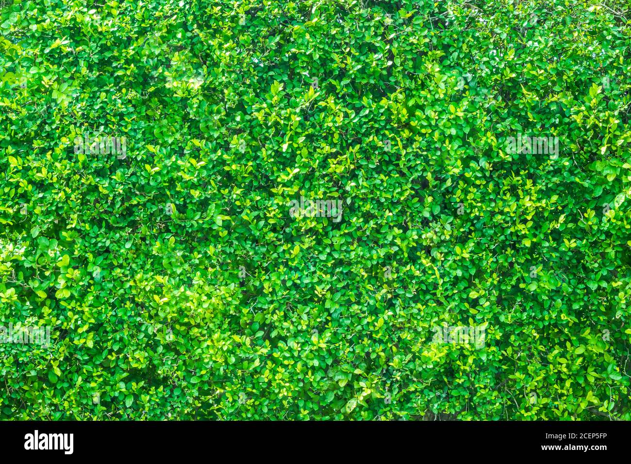 Green leaf background Beautiful in the garden and decorative plants for ...