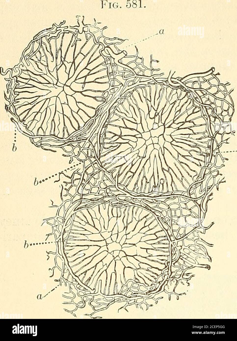 Lymph follicles hi-res stock photography and images - Alamy
