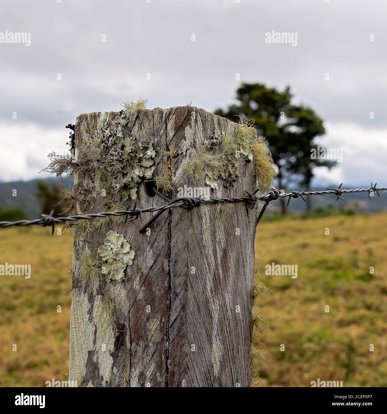Close up of a moss covered fence post strung with barbed wire Stock ...