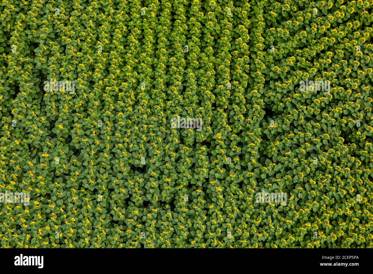 sunflower field, agriculture, view from above Stock Photo - Alamy