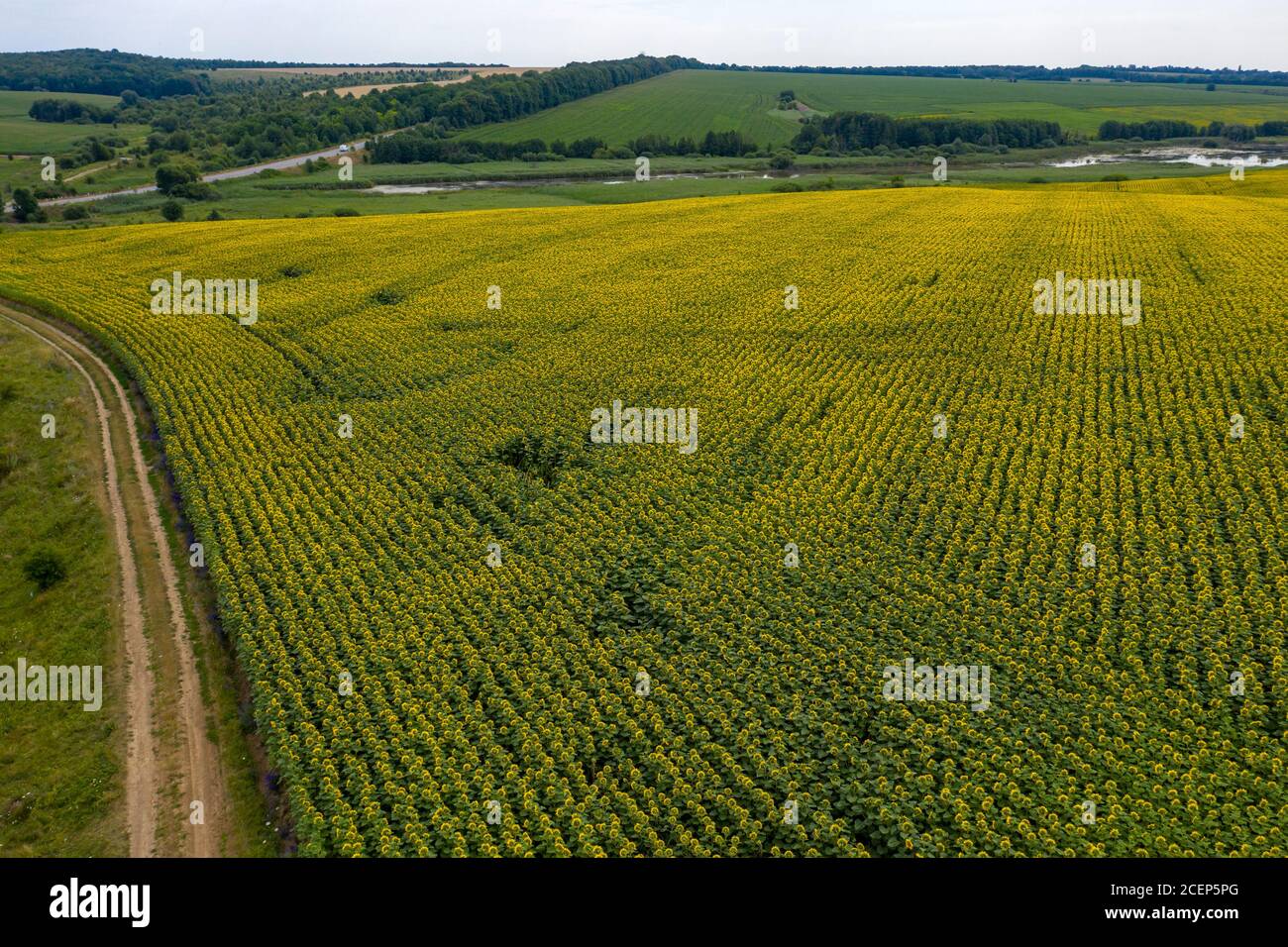 sunflower field, agriculture, view from above Stock Photo - Alamy