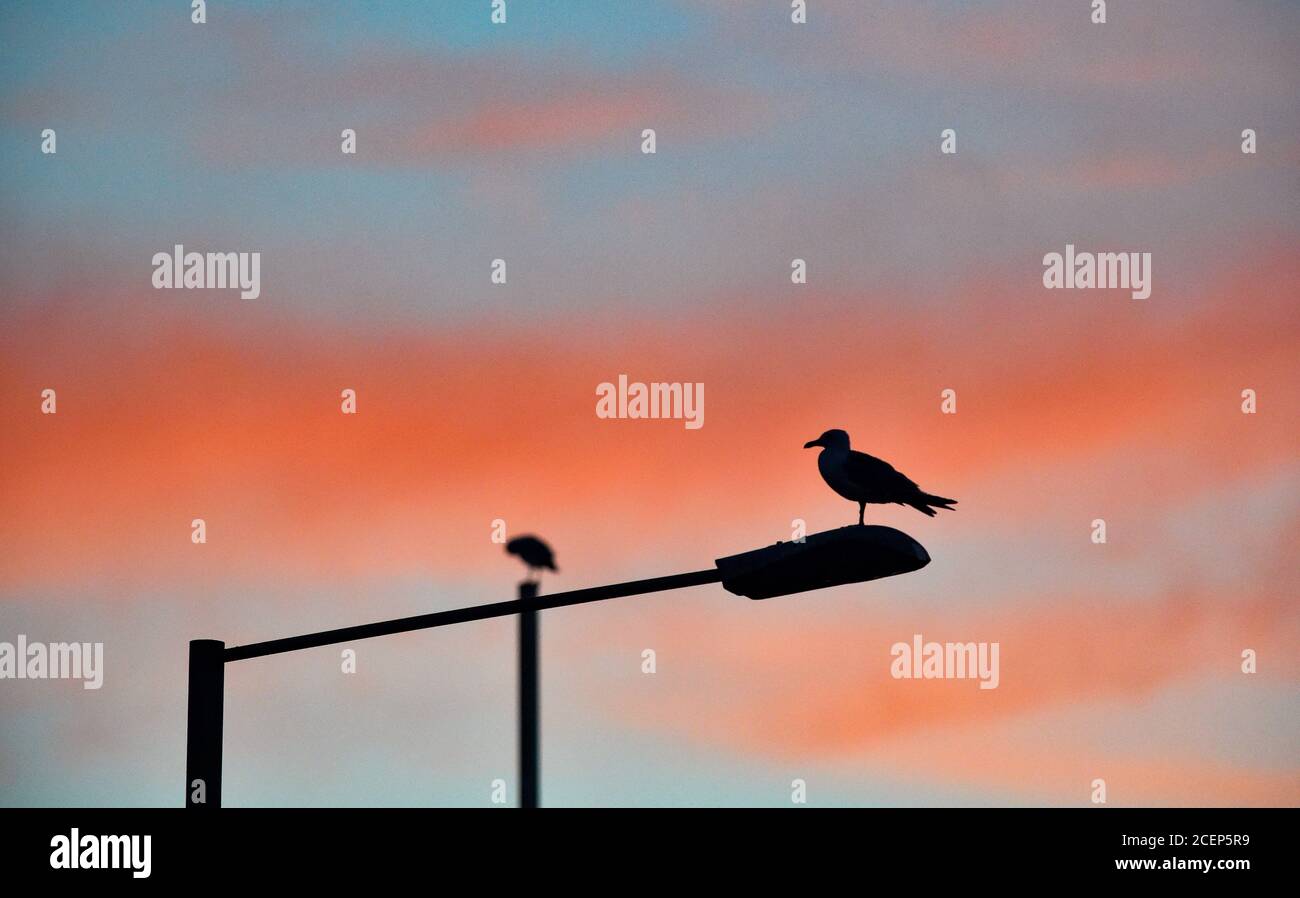 Brighton UK 2nd September 2020 - A Herring Gull seagull is silhouetted ...