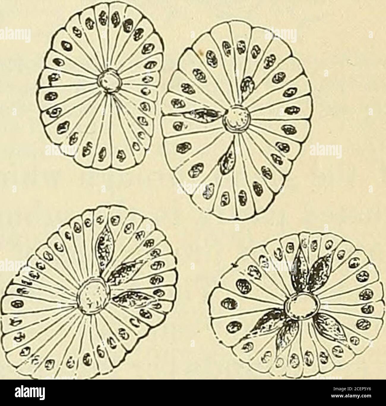 Villi from small intestine hi-res stock photography and images - Alamy