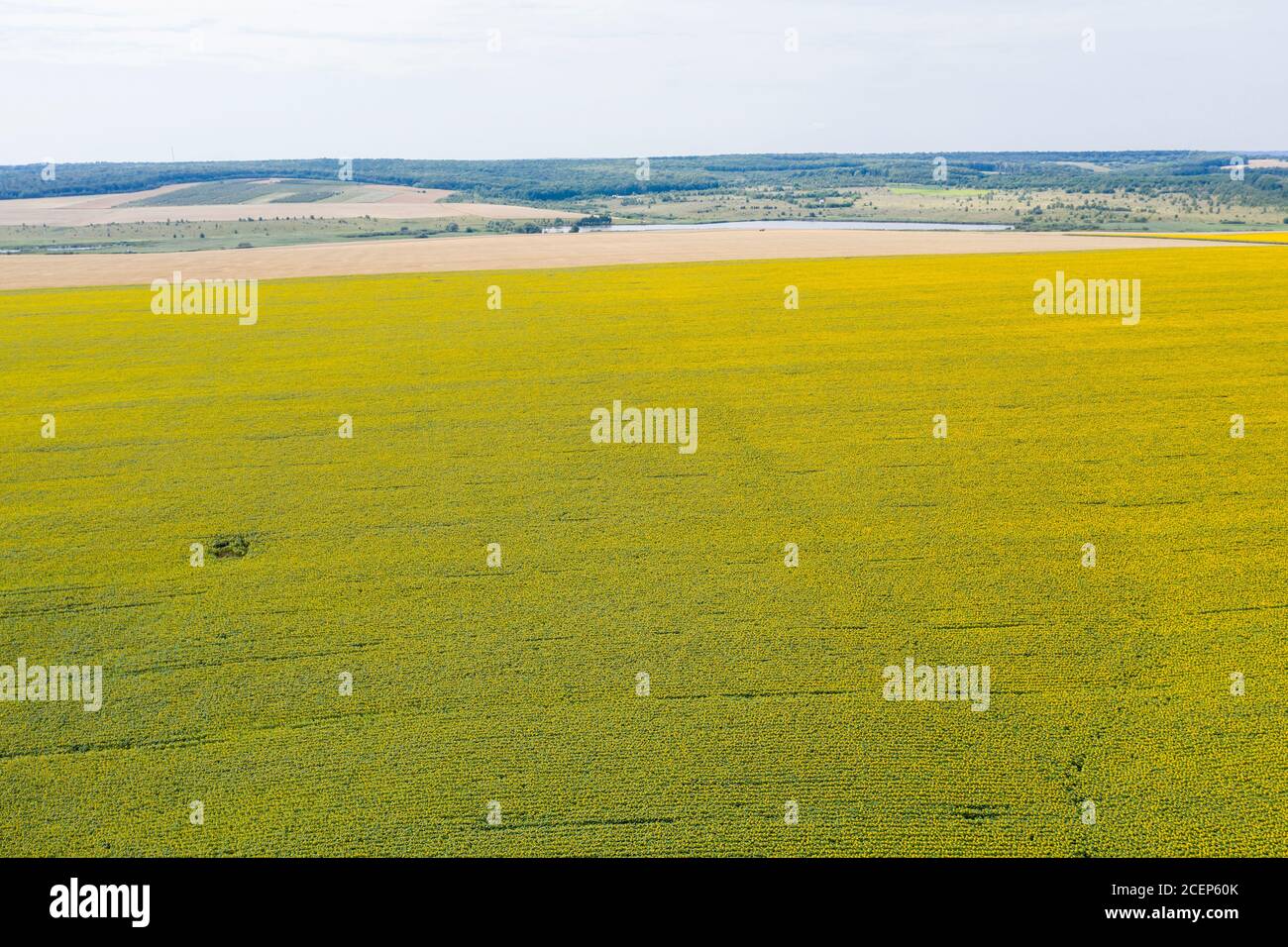 Flight above field sunflowers summer hi-res stock photography and ...