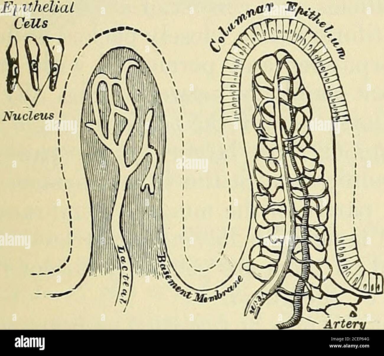 . Anatomy, descriptive and surgical. he individual endothelial cells ...