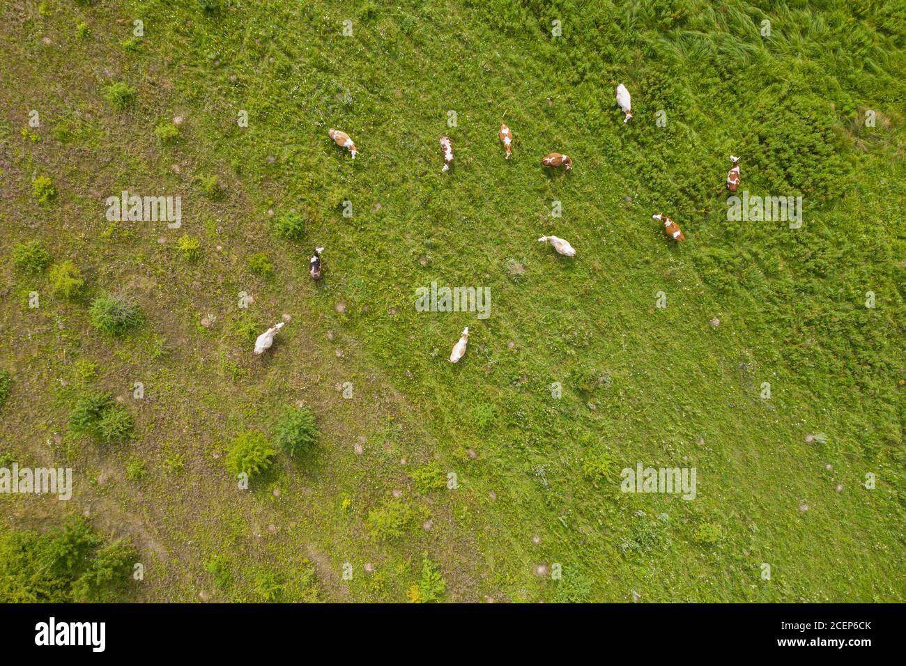 pasture with cows, view from above Stock Photo - Alamy