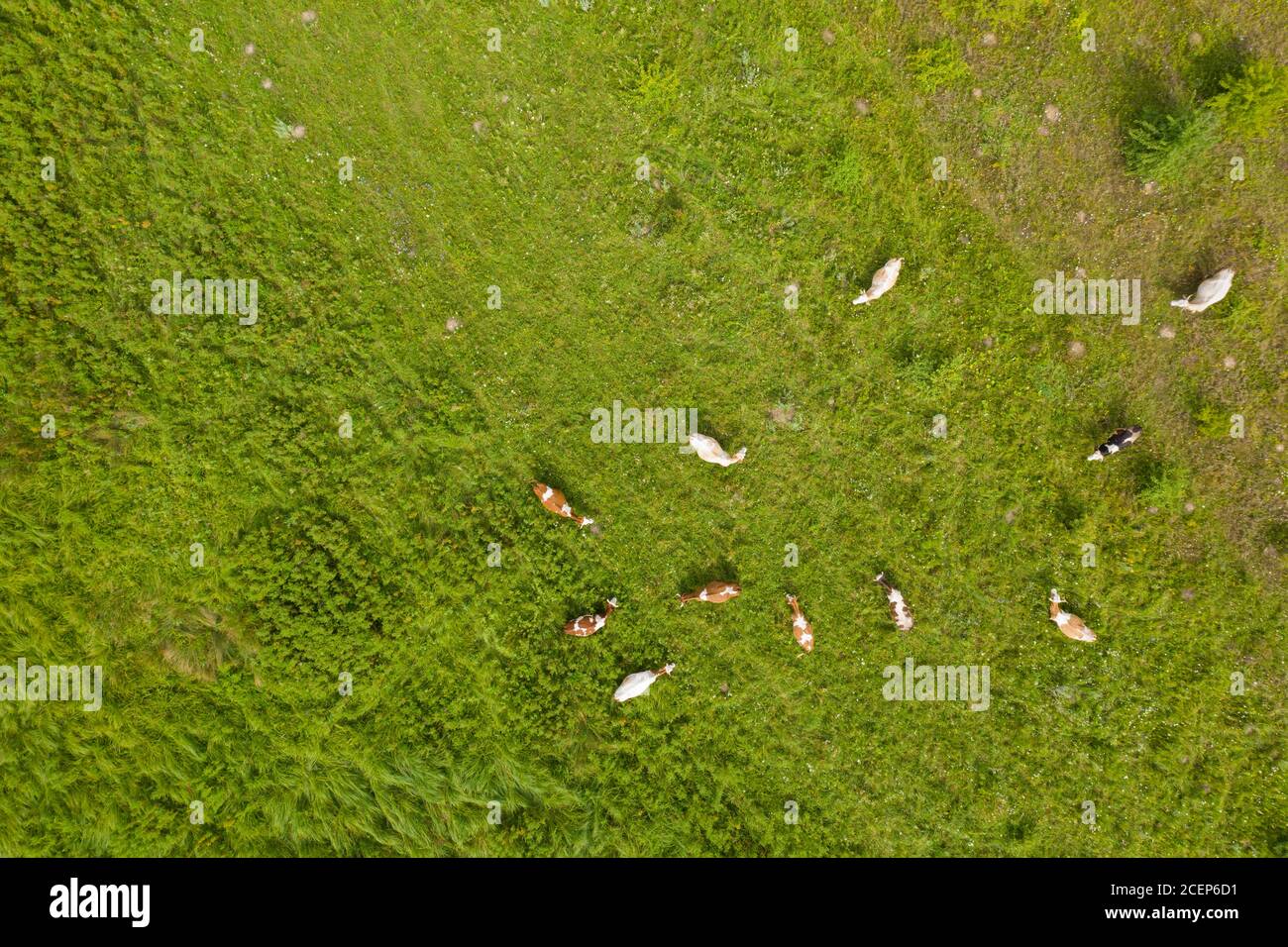 pasture with cows, view from above Stock Photo - Alamy