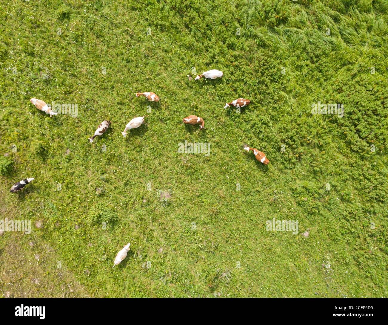 pasture with cows, view from above Stock Photo - Alamy