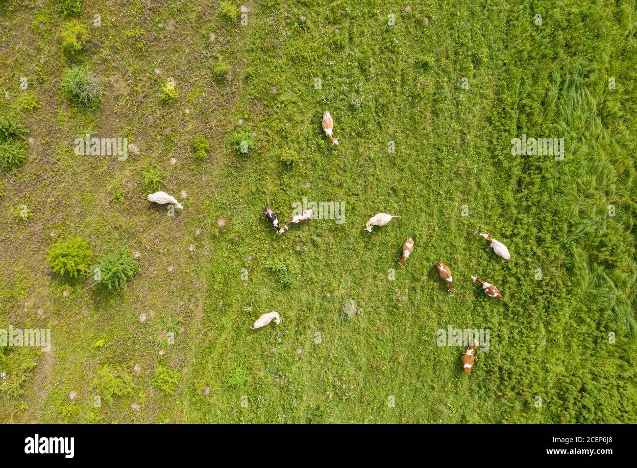 From above domestic cows hi-res stock photography and images - Alamy
