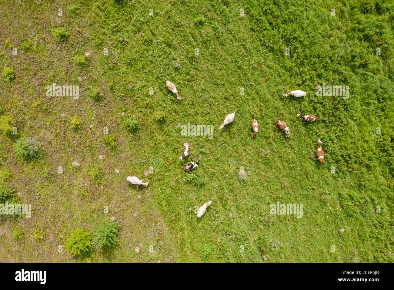 pasture with cows, view from above Stock Photo - Alamy