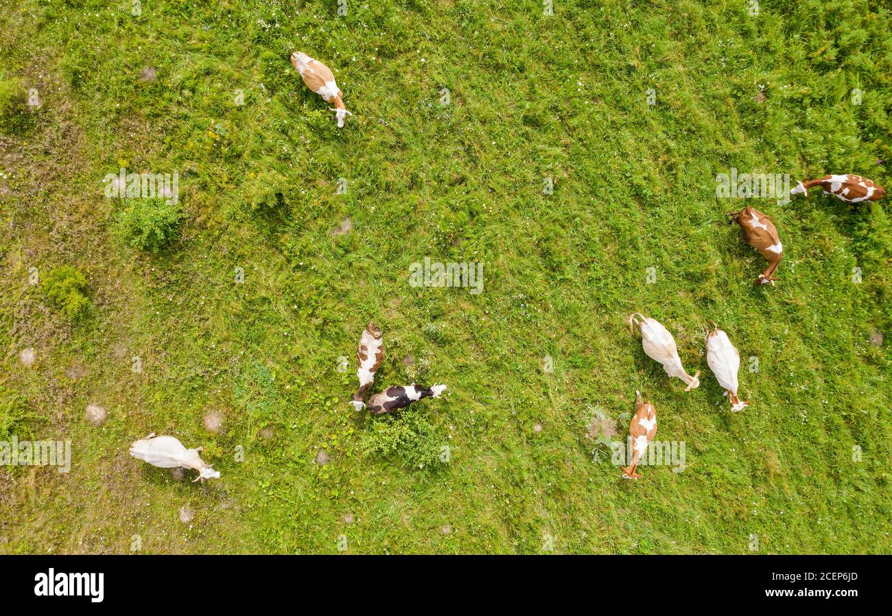 Aerial view cows from drone hi-res stock photography and images - Alamy