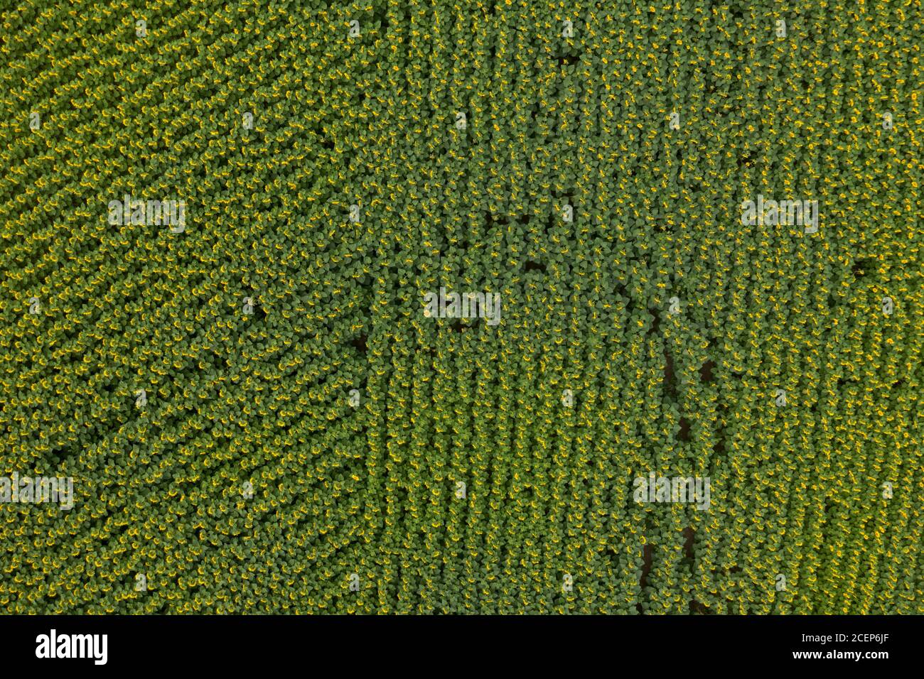 sunflower field, agriculture, view from above Stock Photo - Alamy