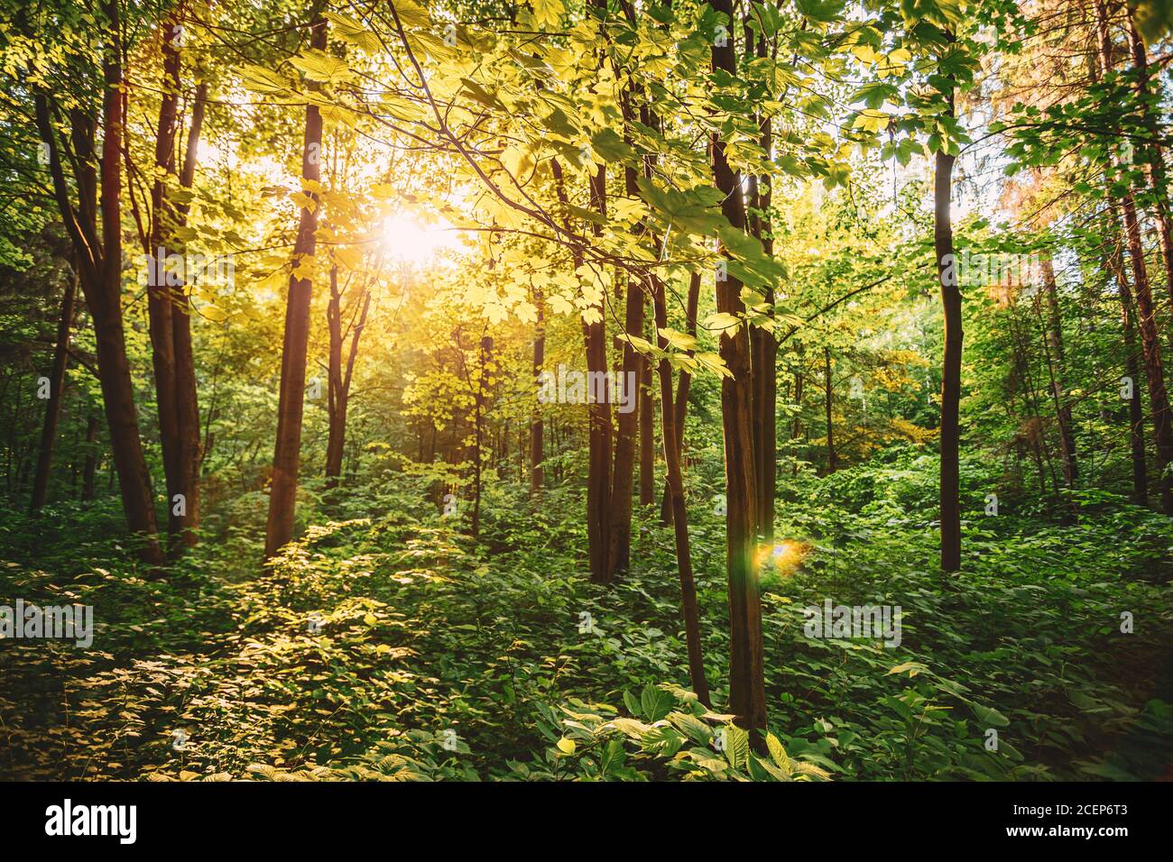 Spring Summer Sun Shining Through Canopy Of Tall Trees Woods. Sunlight ...