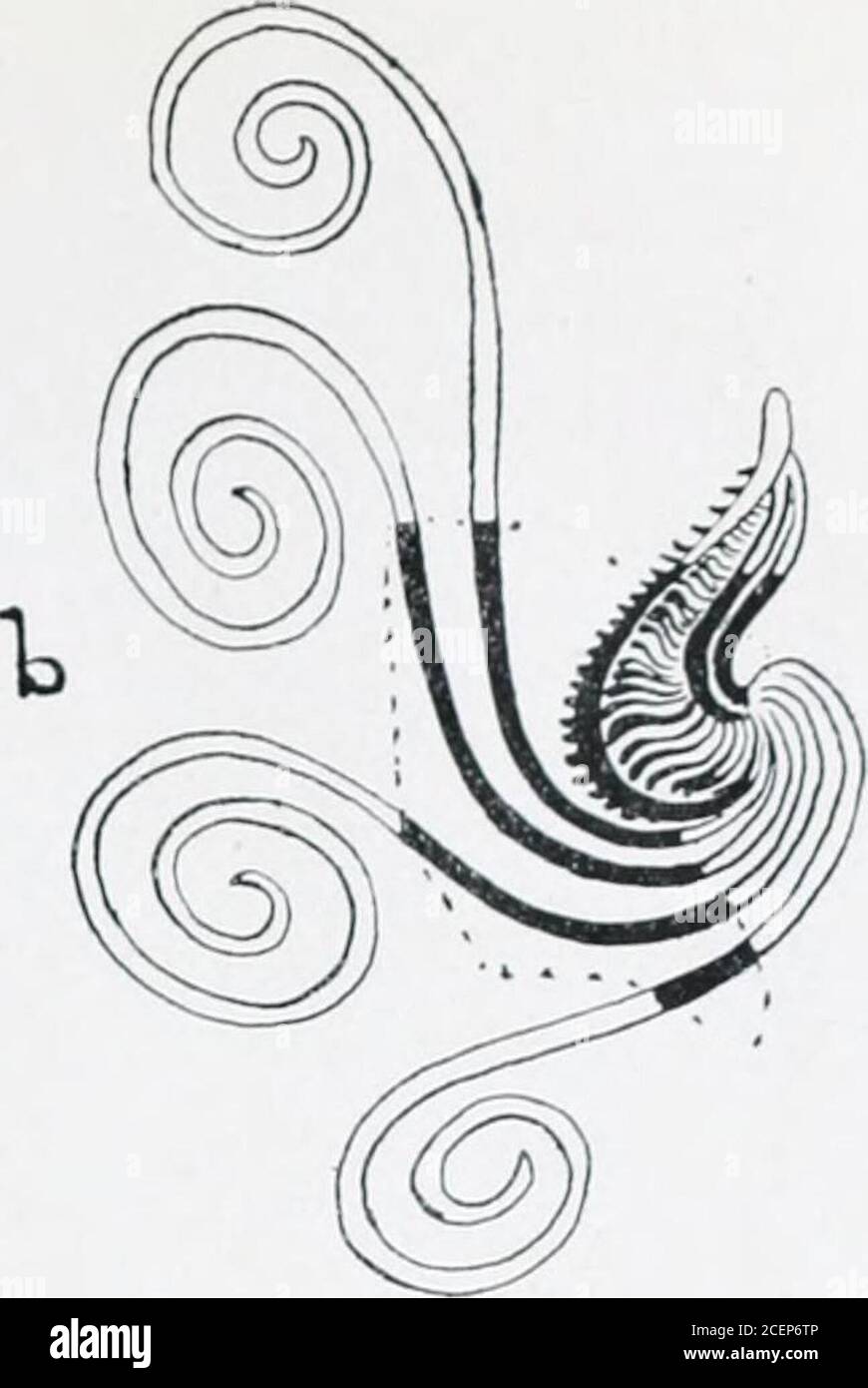 . The evolution of the dragon Stock Photo - Alamy