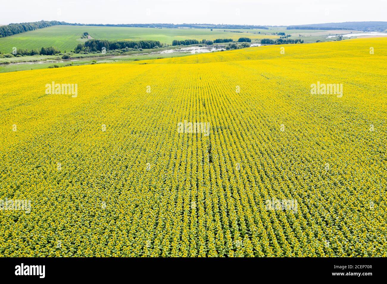 Flying over sunflower fields hi-res stock photography and images - Alamy