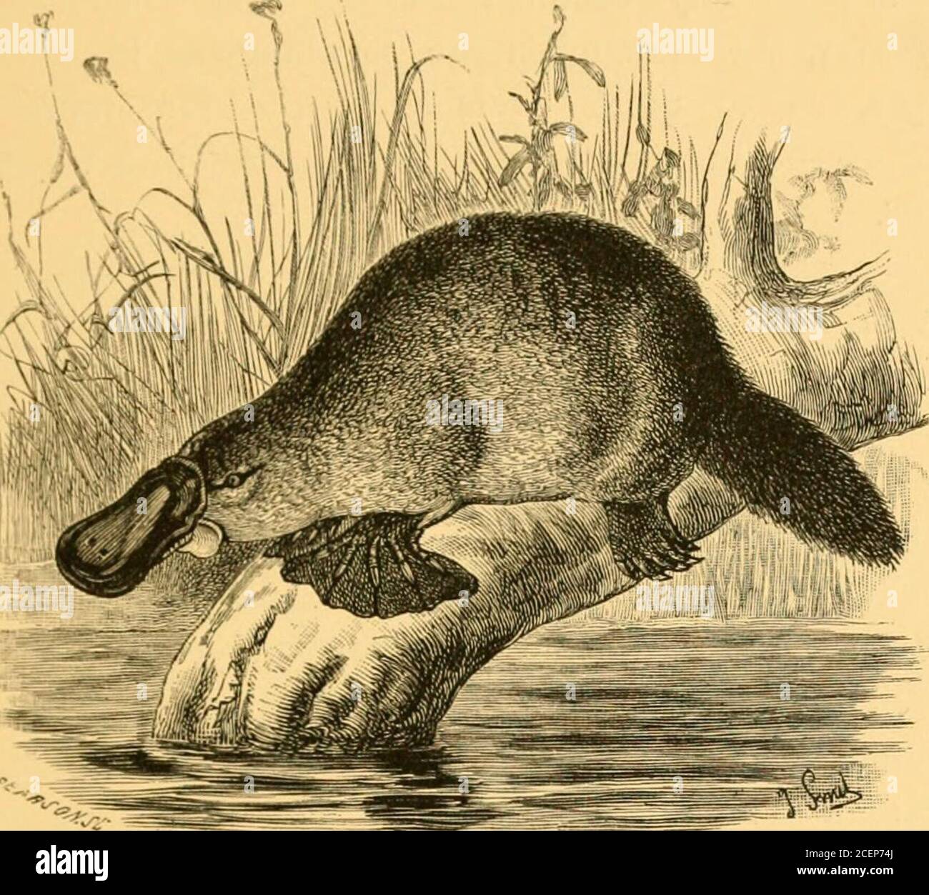 Toothless reptiles hi-res stock photography and images - Alamy