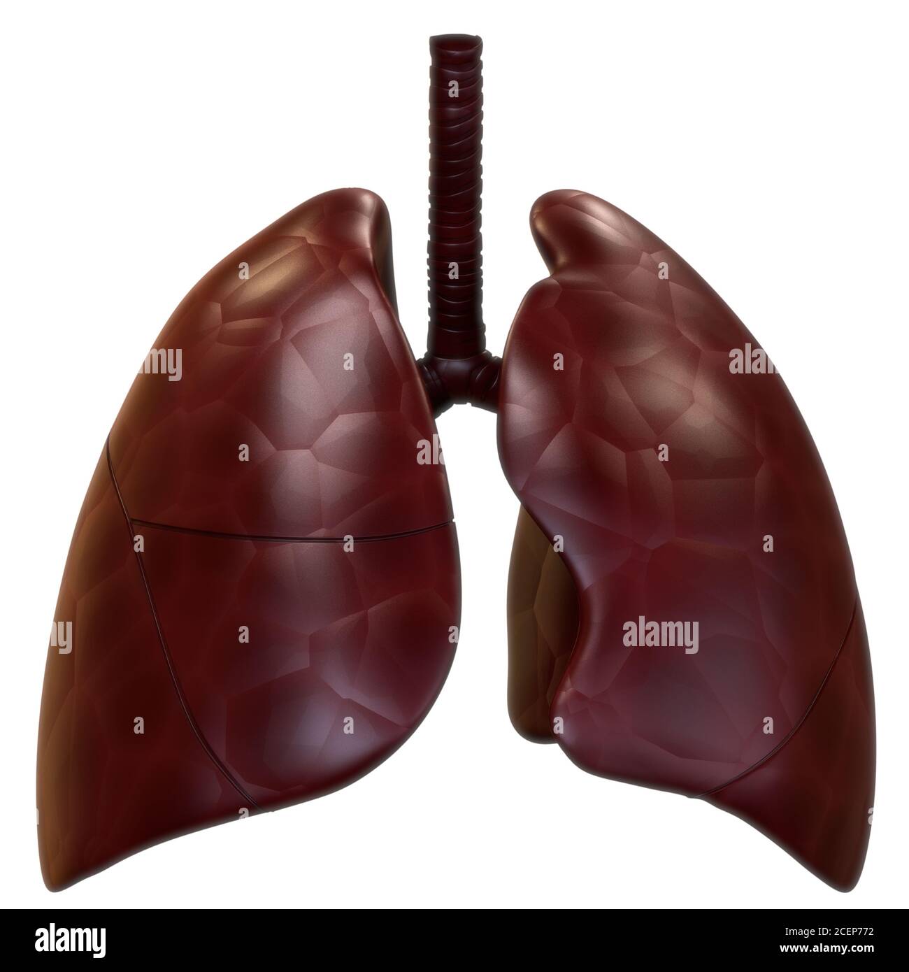 Human Respiratory System Lungs Anatomy Stock Photo - Alamy
