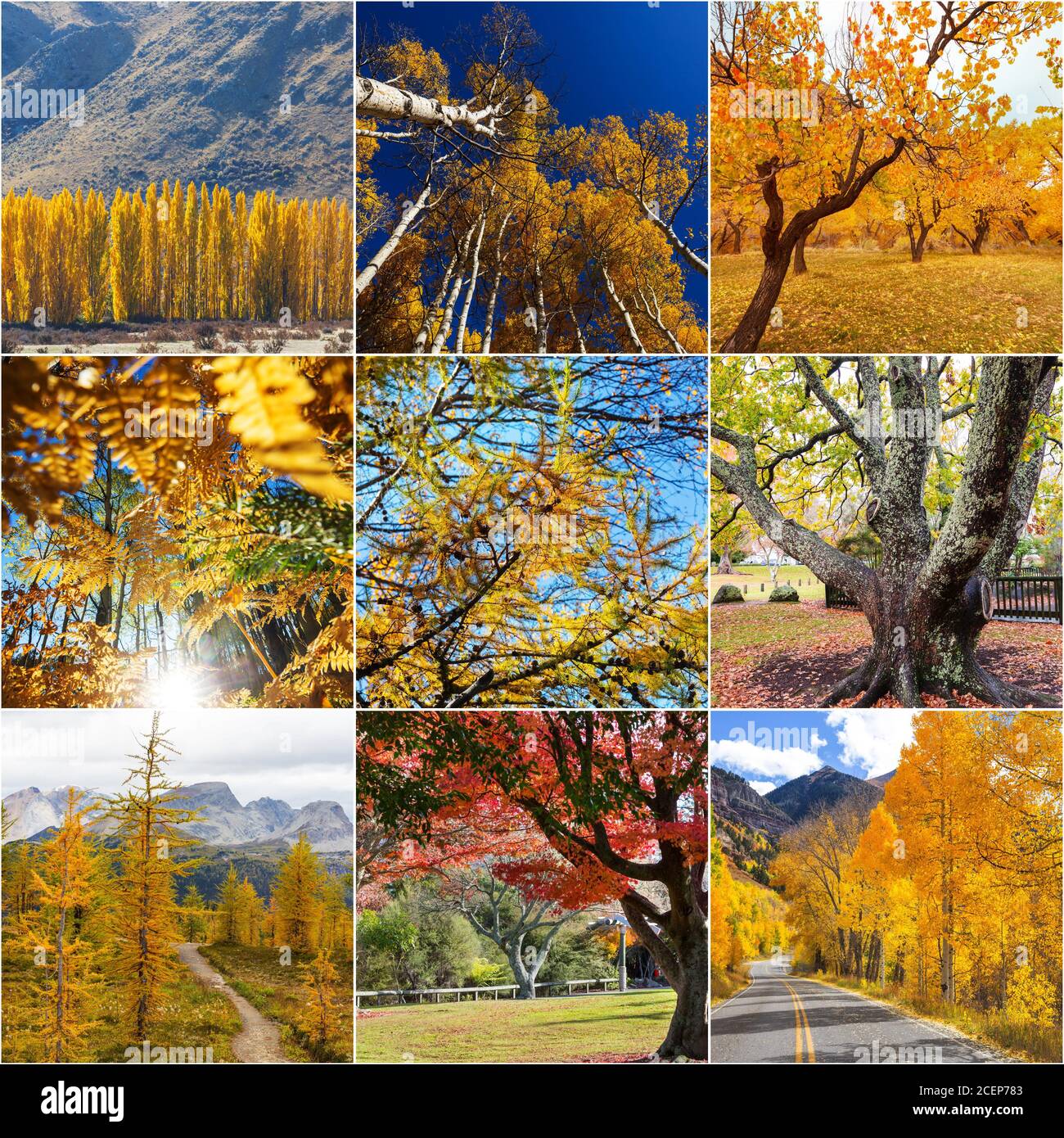 Orange and Yellow Autumn collage. Fall background Stock Photo - Alamy