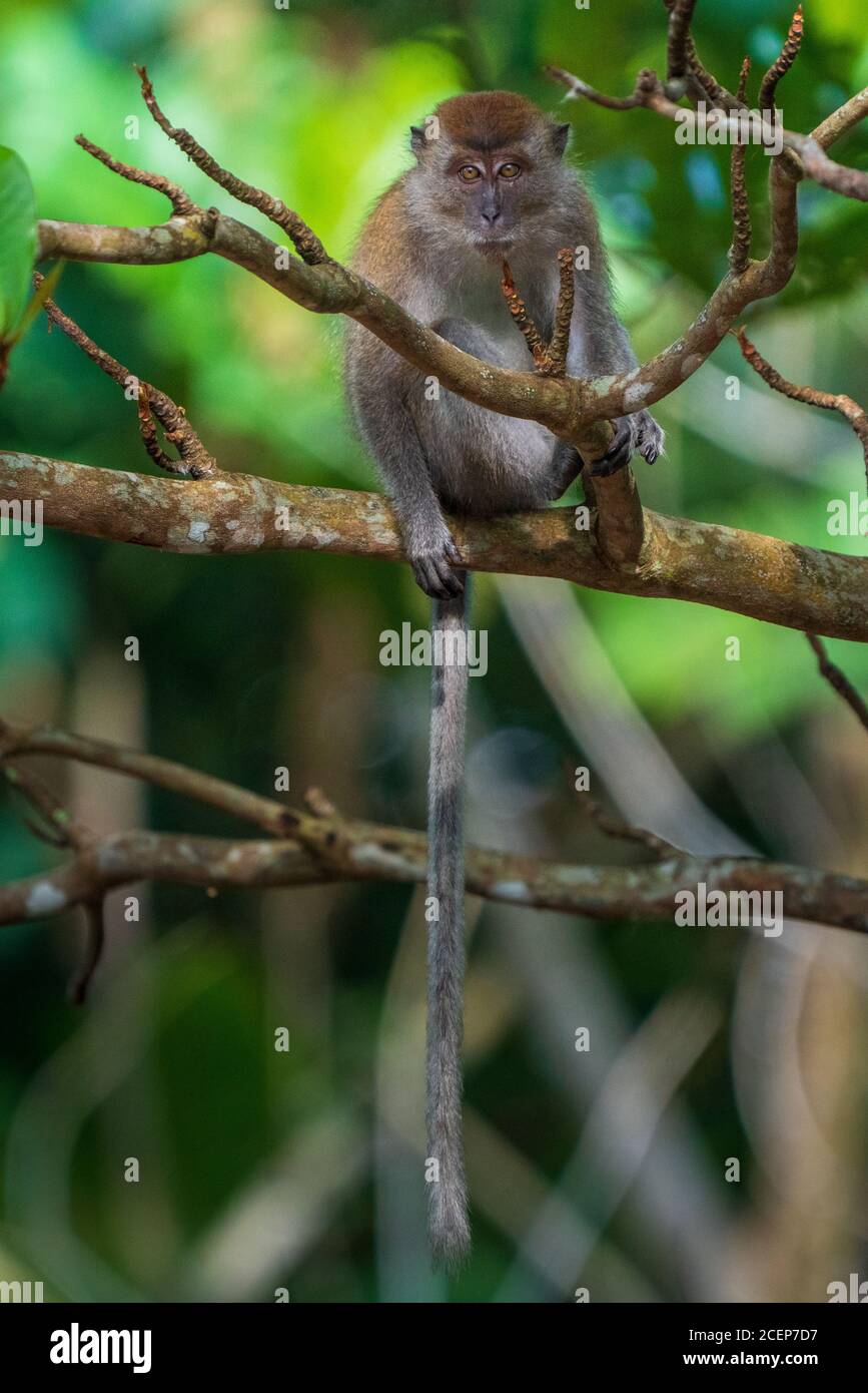 A single long-tailed macaque monkey in Bukit Timah nature reserve ...