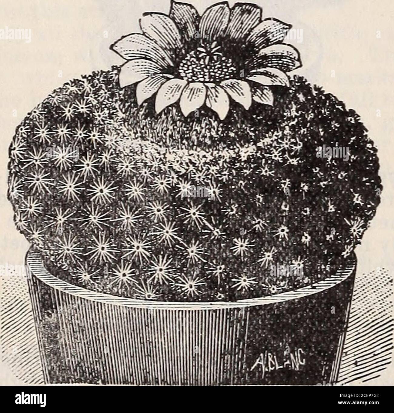 . 18th annual catalogue of the Germain Seed and Plant Co. hes in ...