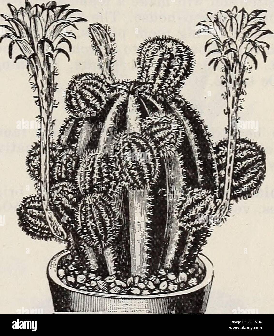 . 18th annual catalogue of the Germain Seed and Plant Co. ifornia des ...