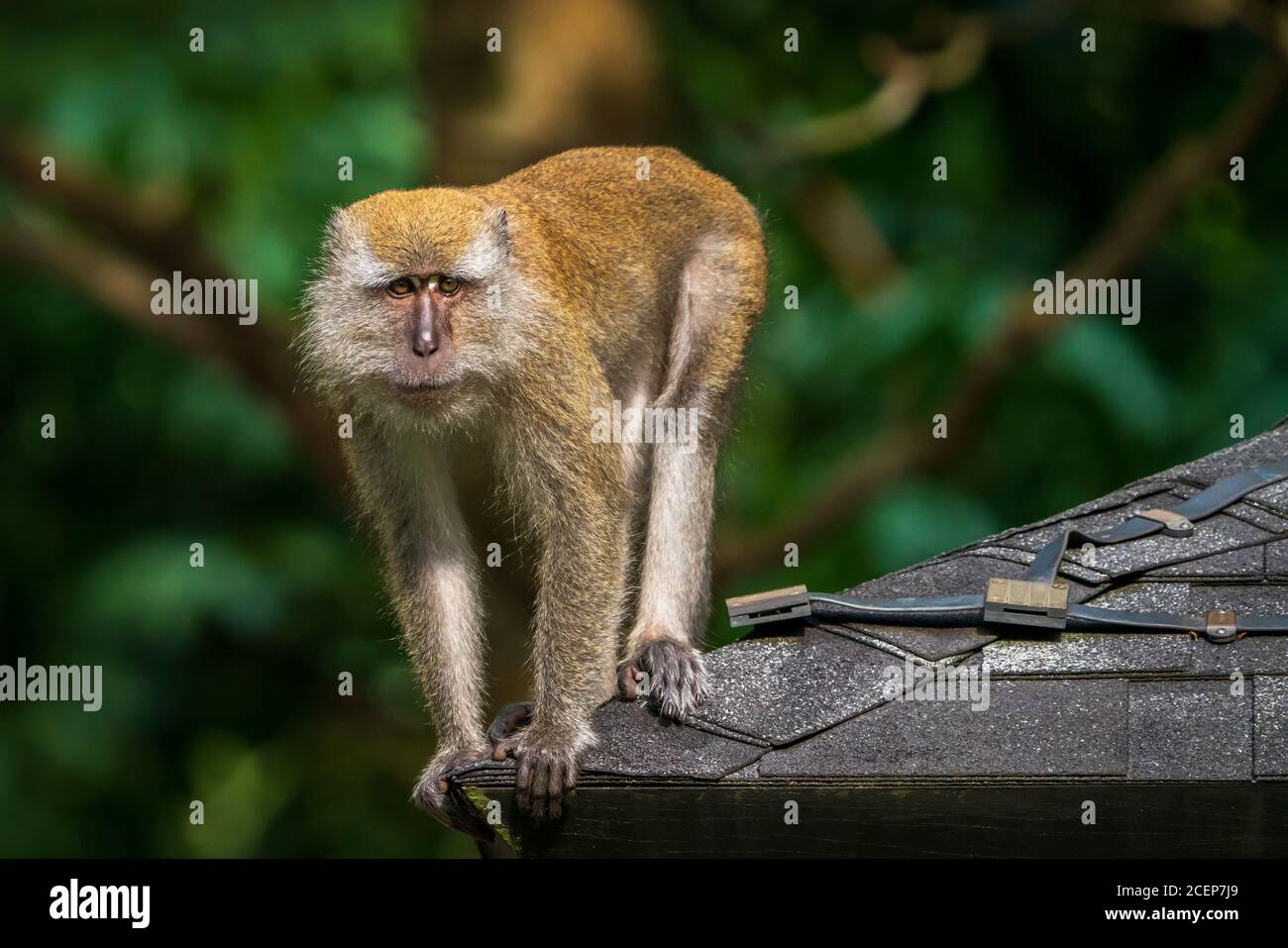 A single long-tailed macaque monkey in Bukit Timah nature reserve ...