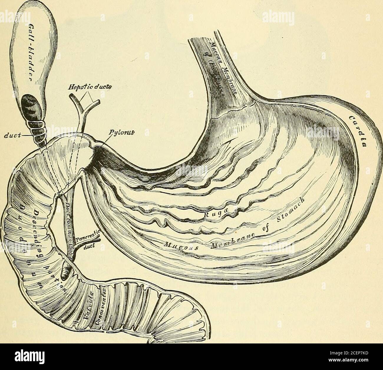 . Anatomy, descriptive and surgical. me view. The generalopinion of the ...