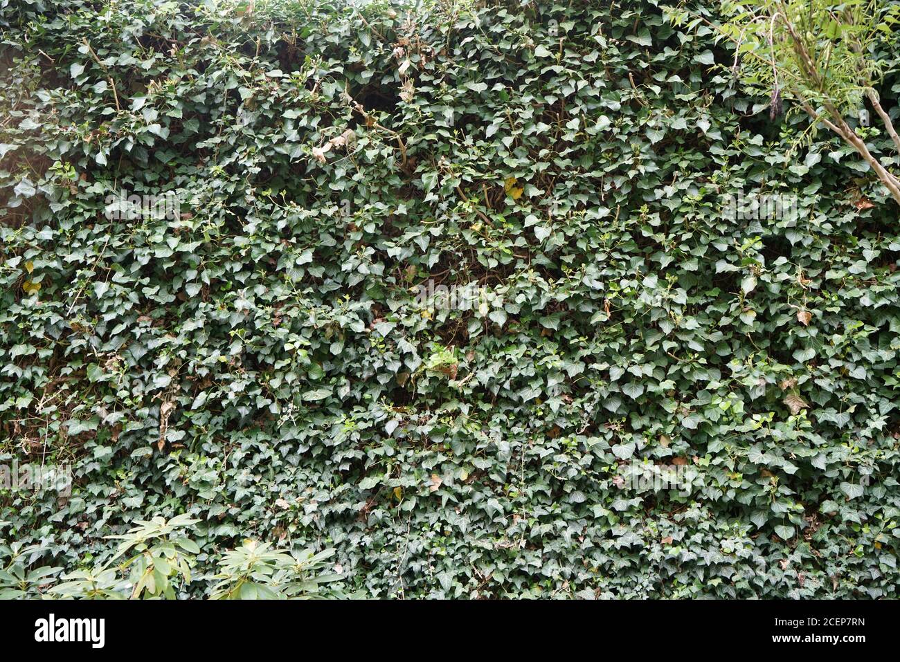 Texture of a climbing plant Stock Photo - Alamy