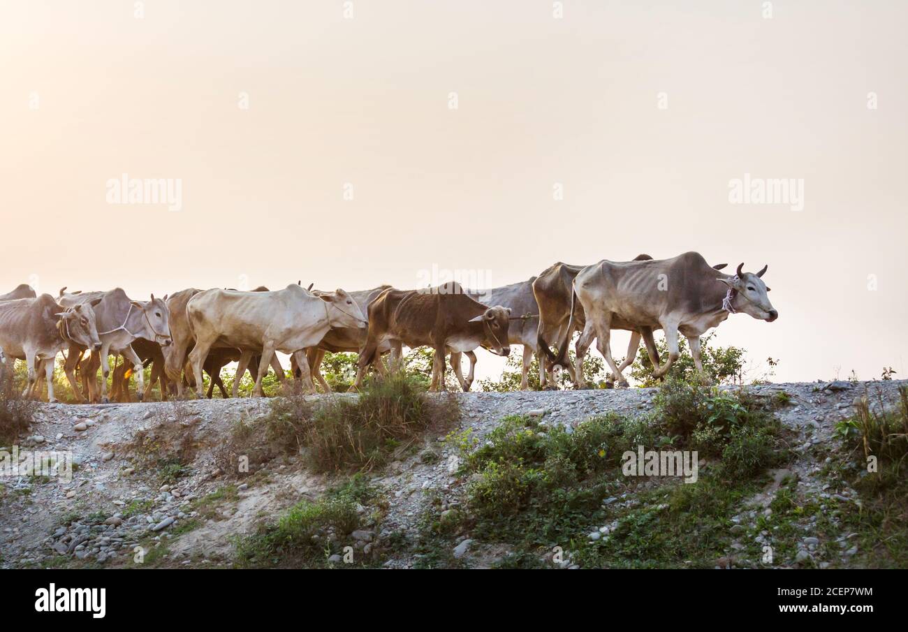 Herd of cows at summer green field .Agriculture farming rural pasture ...