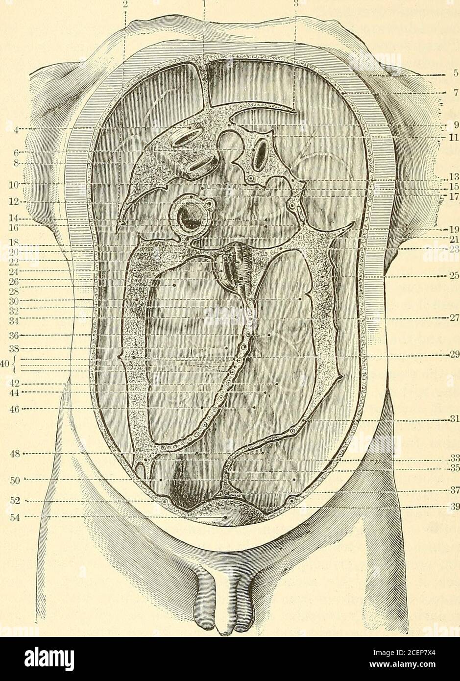 . Anatomy, descriptive and surgical. intestine, is the broad fold of ...