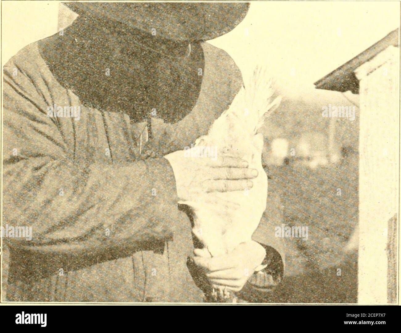 . The call of the hen; or, The science of the selection and breeding of ...