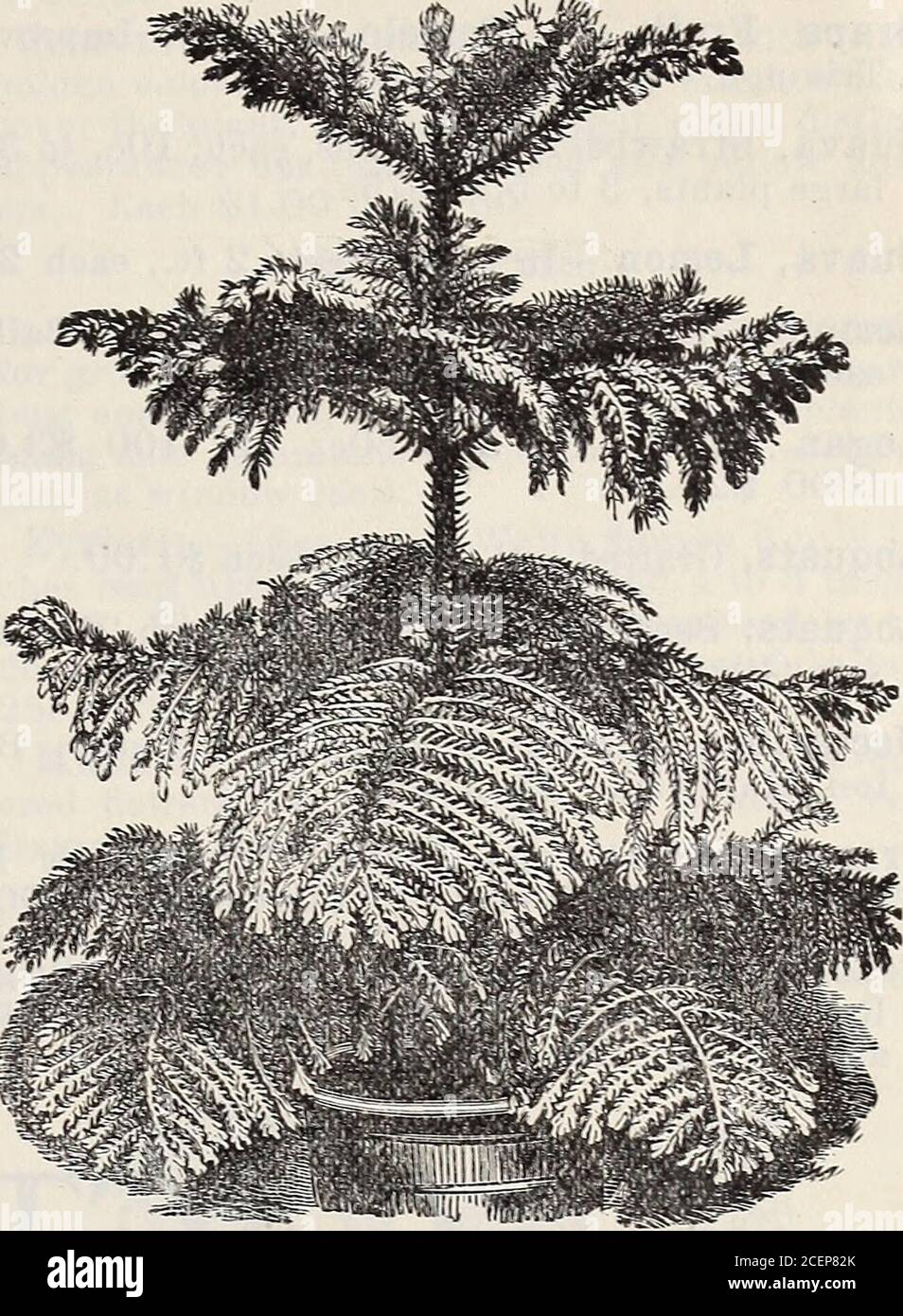 . 18th annual catalogue of the Germain Seed and Plant Co. t spire-like ...