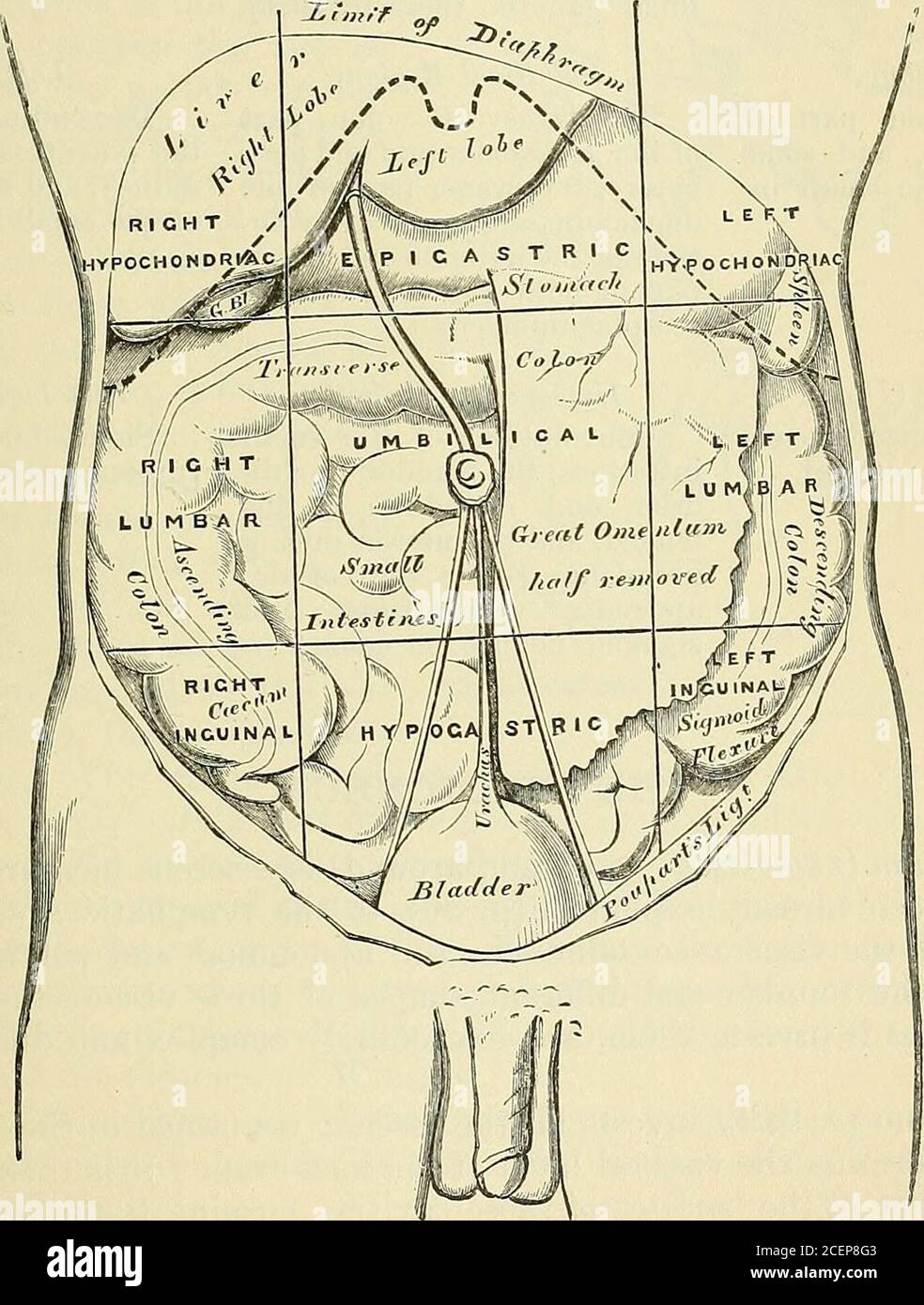 . Anatomy, descriptive and surgical. es ; above by the Diaphragm ;below ...