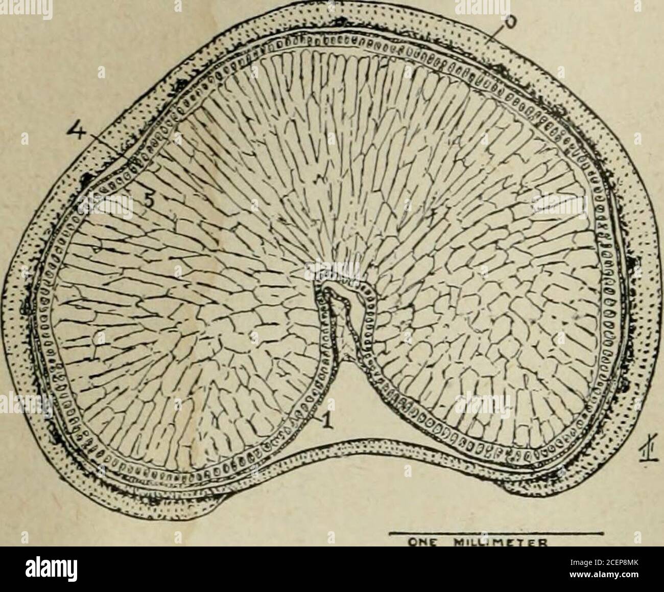 Foist hi-res stock photography and images - Alamy