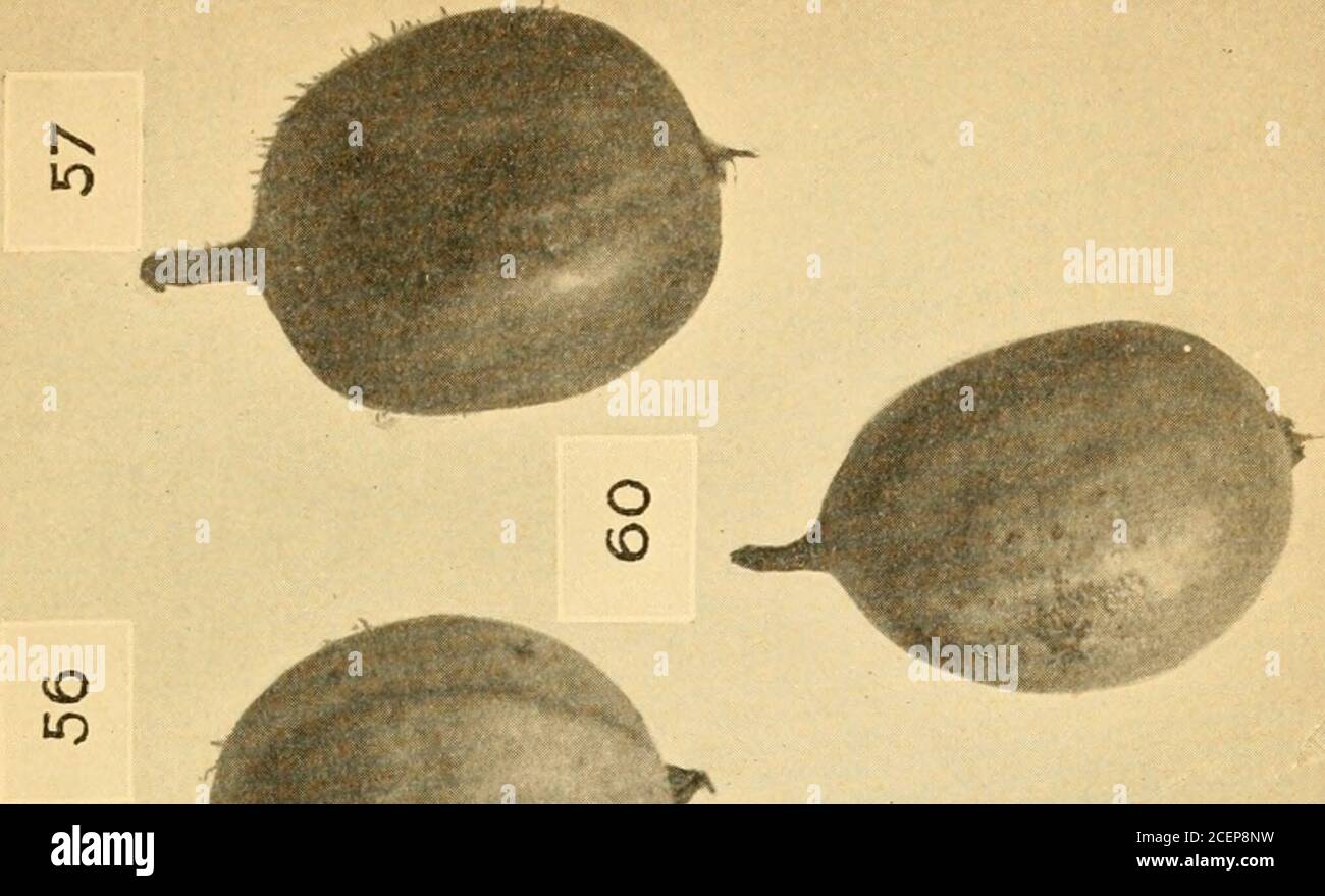 . Annual report of the Board of Control of the New York Agricultural ...