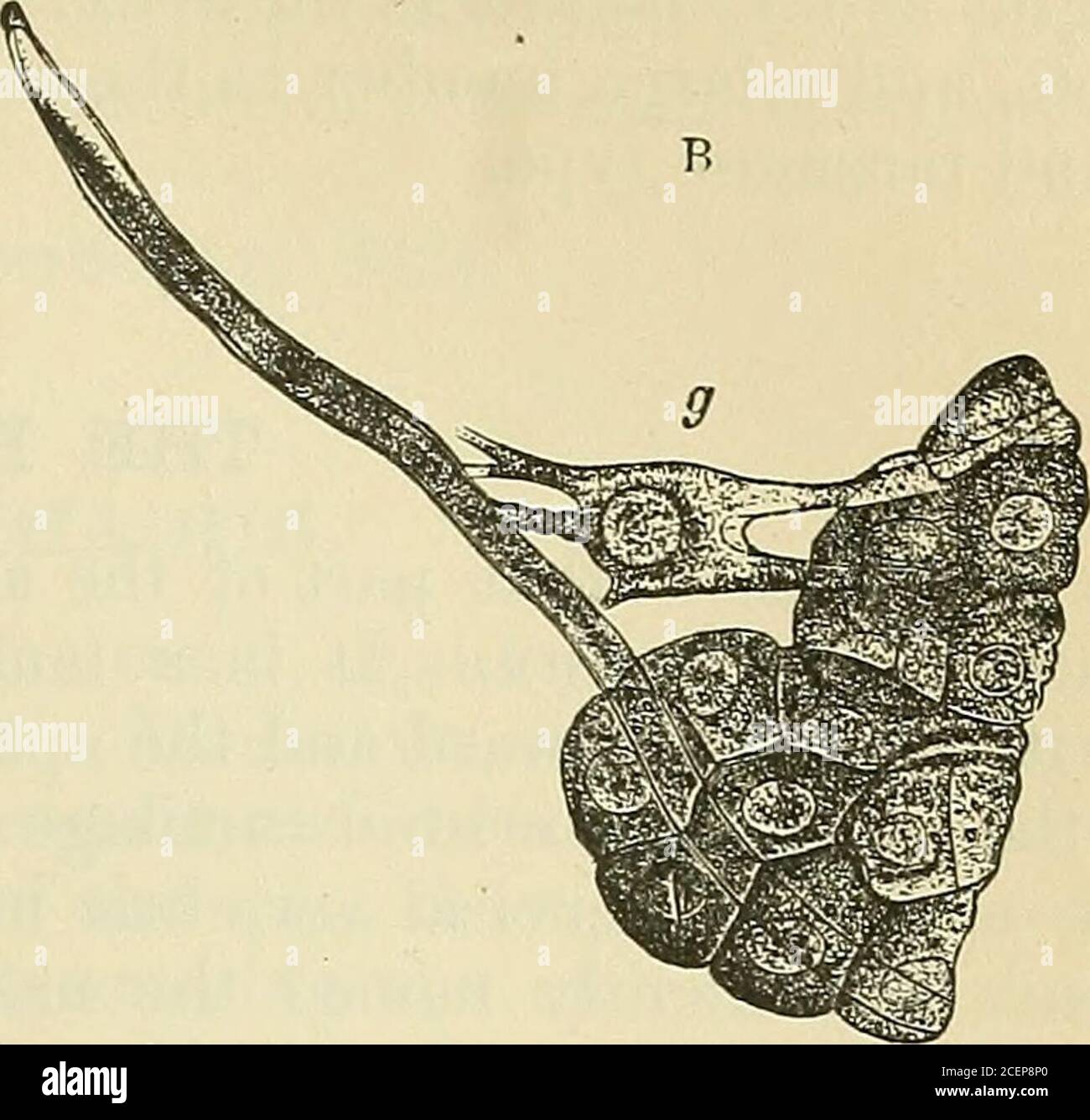 Alveolar Cells High Resolution Stock Photography and Images - Alamy
