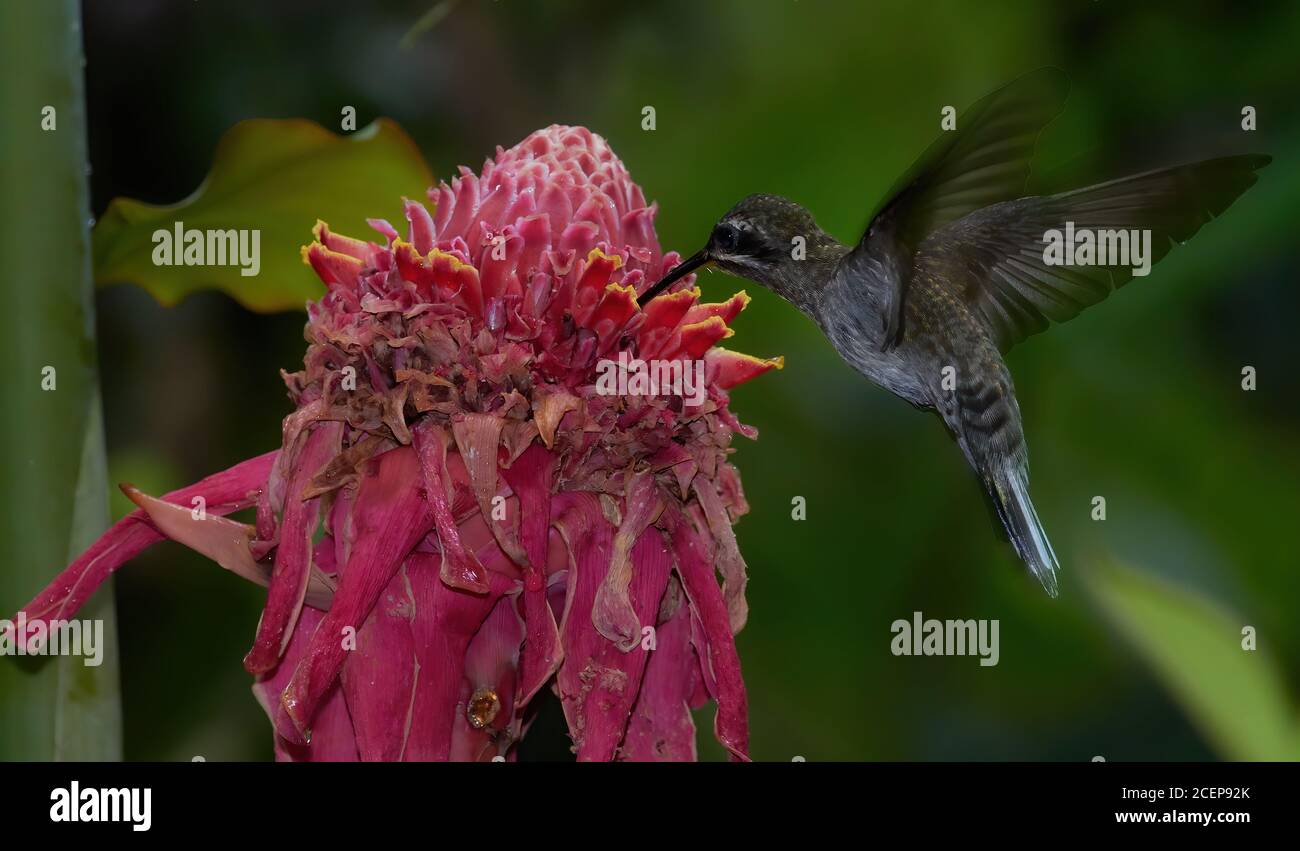 Phaethornis Hispidus High Resolution Stock Photography and Images - Alamy