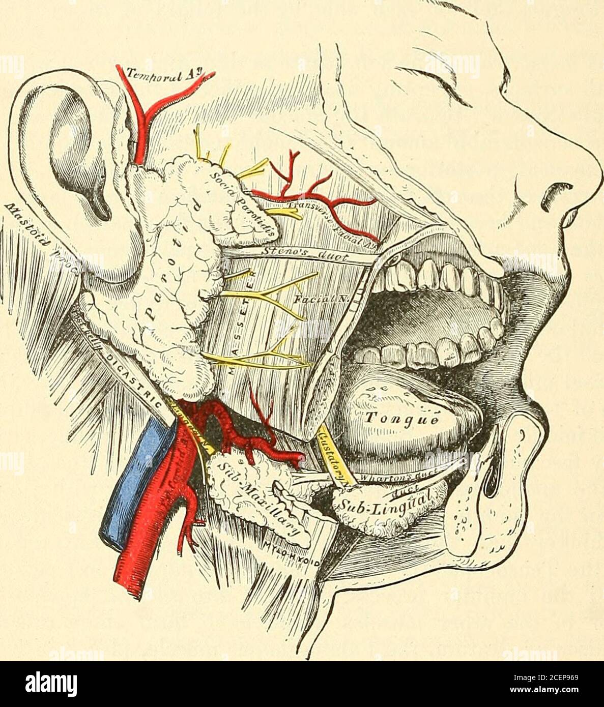 Lingual tonsil hi-res stock photography and images - Alamy