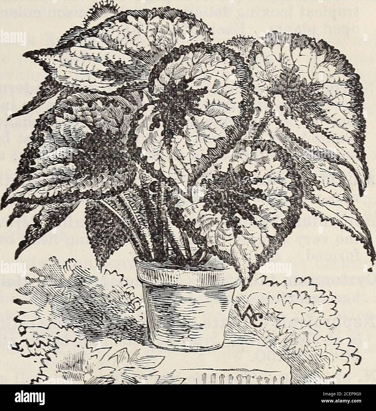 Begonia olbia plant hi-res stock photography and images - Alamy