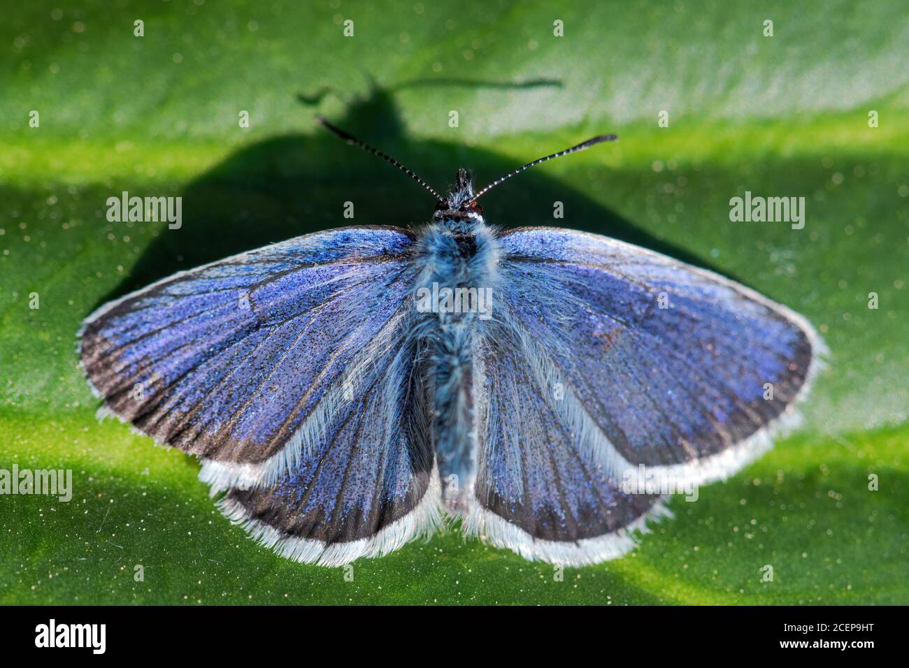 Butterflies of southern italy hi-res stock photography and images - Alamy