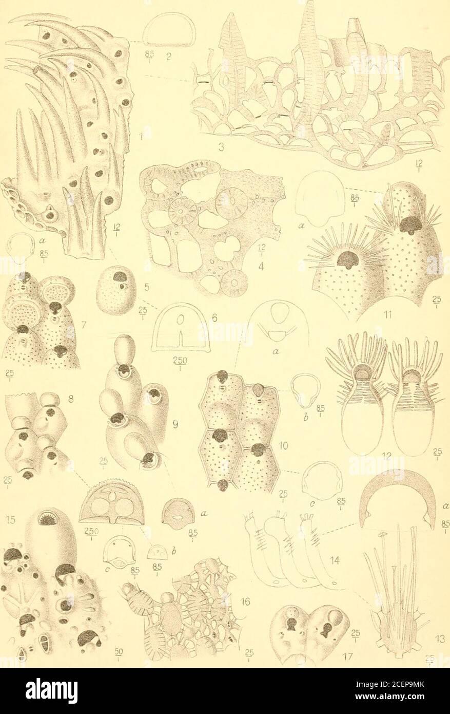 Ganoid fish hi-res stock photography and images - Alamy