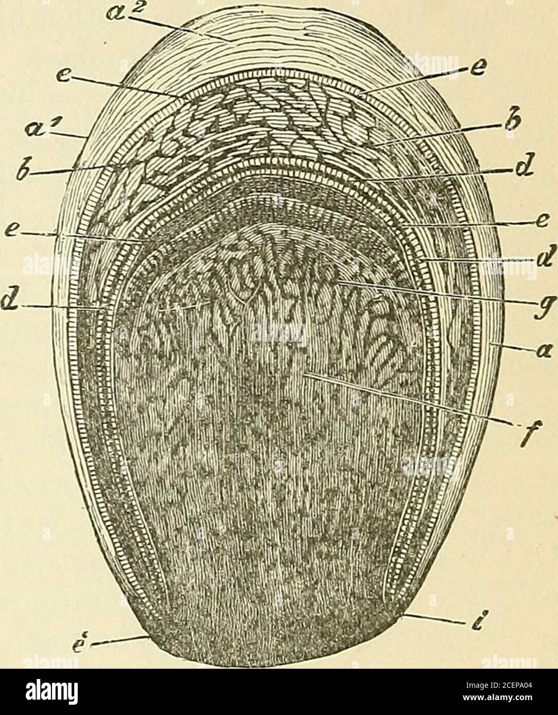 . Anatomy, descriptive and surgical. Vertical Section of the Inferior ...
